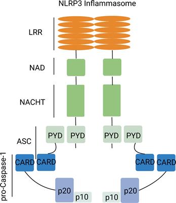 Frontiers | NLRP3 inflammasome-induced pyroptosis in digestive system tumors